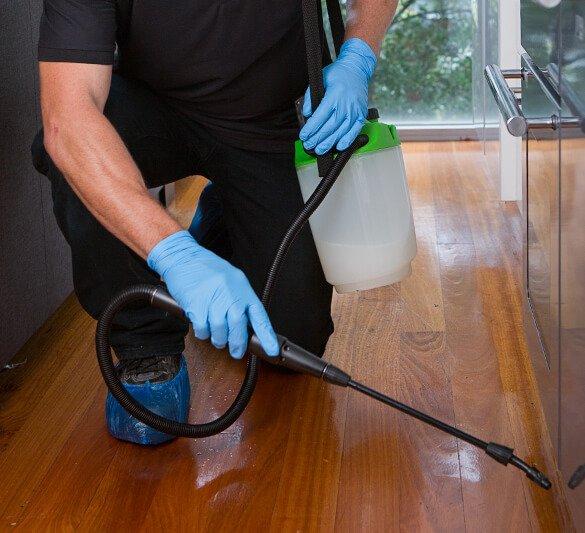 Insect Pest Control | Fantastic Services Group