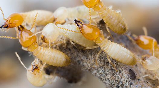 Effective Rat Mites Treatment | Fantastic Services Australia