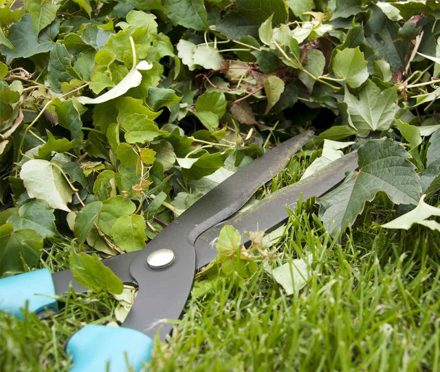 Professional Ivy Removal Services | Fantastic Services
