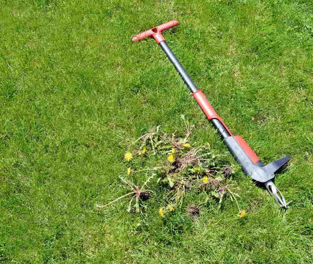 Professional Garden Weeding Services | Fantastic Services